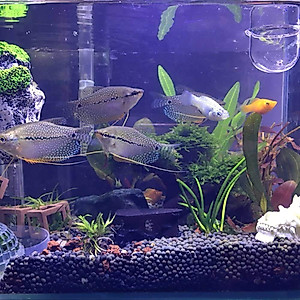 Senzeal 2PCS Large Glass Feeding Cone Cup Plant Cup Brine Shrimp Live Red Worm Fish Feeder for Aquariums with Seam