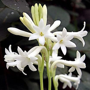 Mexican Tuberose Bulbs - Single White - 9 Bulbs - White Flower Bulbs, Tuber Easy to Grow & Maintain, Fragrant, Container Garden