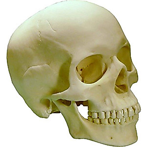 Life-Size Human Skull Anatomy Medical Studies Replica, Model 3093001