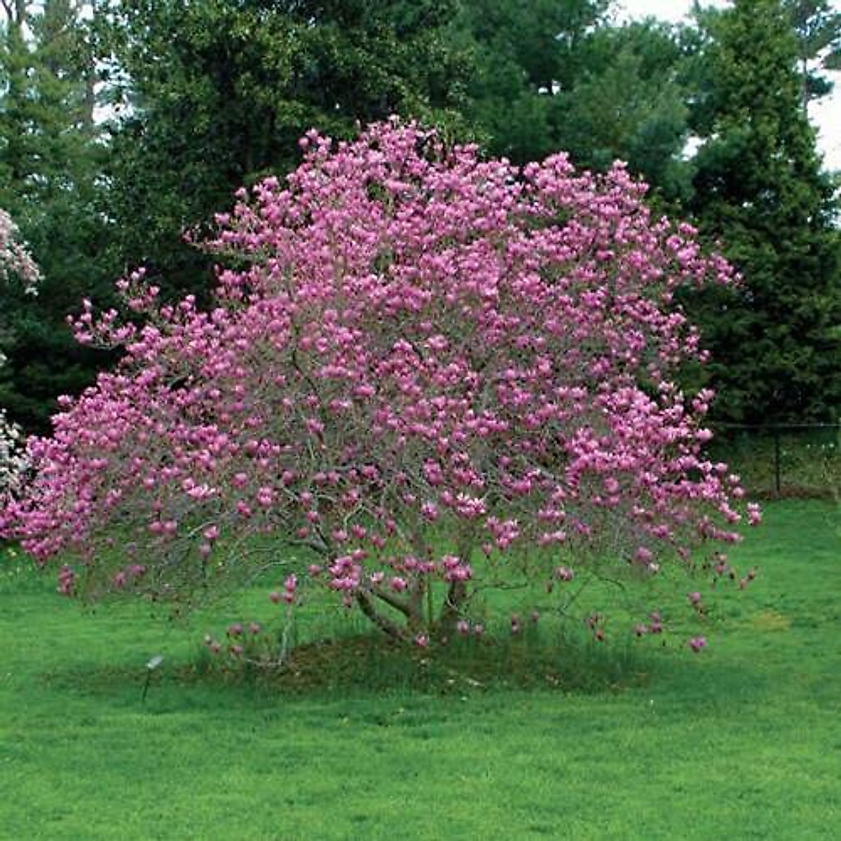Jane Magnolia Tree - Live Plant/Shrub/Bush - 6-12" Tall Seedling - 2.5" Pot - Ships Potted