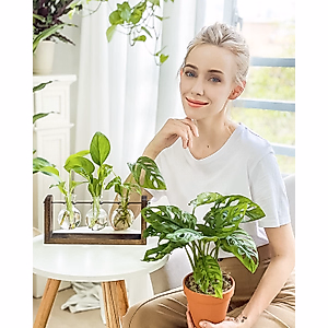 Ivolador Plant Terrarium, Wall Hanging Glass Planter with Wooden Stand Tabletop Propagation Station with Metal Swivel Holder Retro Rack 3 Bulb Containers for Hydroponics Plants Home Office Decor