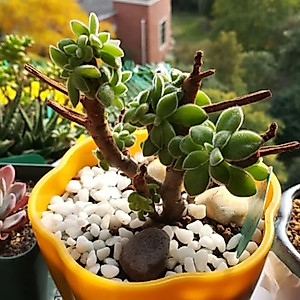 White Rock Pebbles 2.1lb Pumice Potting Soil Amendment - Succulent & Cactus Bonsai Gritty Rock Decorative Gravel Plant Drainage for Top Dressing & Fairy Gardening