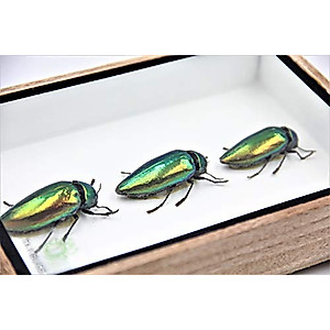 TAXIBUGS Jewel Beetle Mounts Insect Animals Taxidermy in Framed (3 Sternocera Aeguisignata Closed Wings)