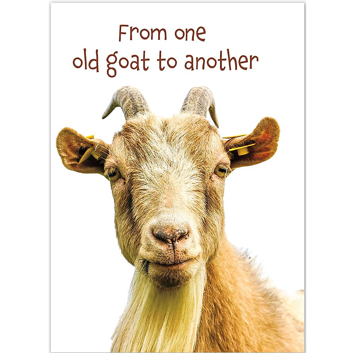 Funny Happy Birthday Card, Old Goat Birthday Card, "From One Old Goat to Another", 5"x7", each card comes with a white envelope, great for friends and family Members (1-pack)