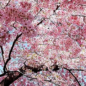 35+ Pcs Bonsai Tree Japanese Sakura Seeds, Rare Japanese Cherry Blossoms Flowers Seeds for Planting, Pink Prunus Serrulata Seeds SB0