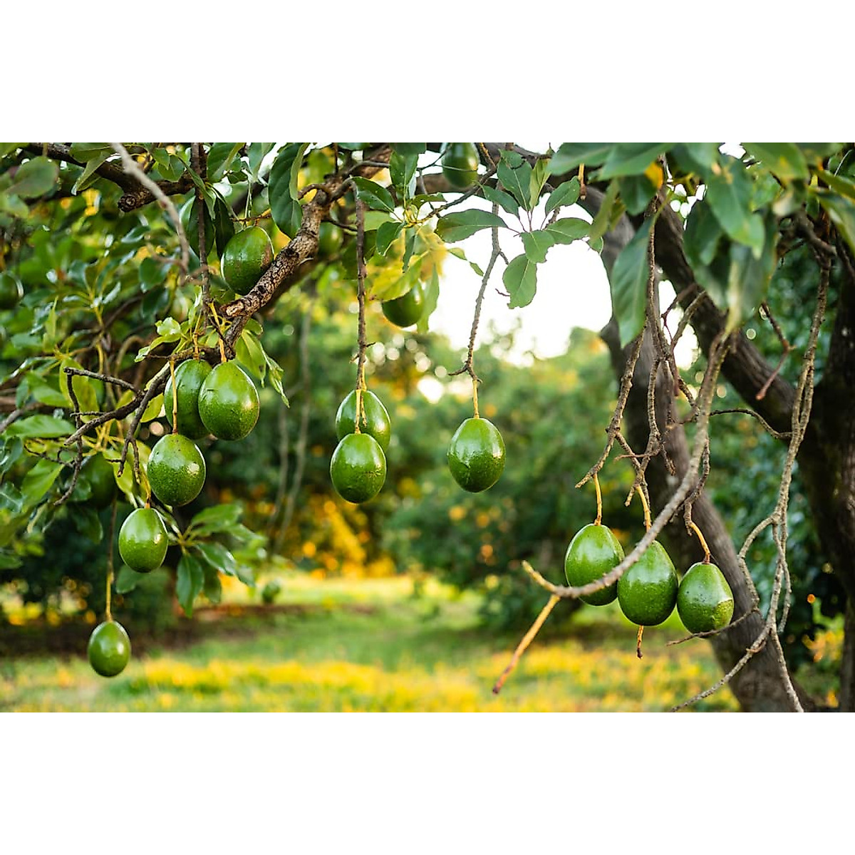 HASS Avocado Tree Grafted 2-3 Feet Tall, Avocado Live Plant for Planting