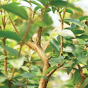 Brussel's Jaboticaba Bonsai - Small - (Indoor)