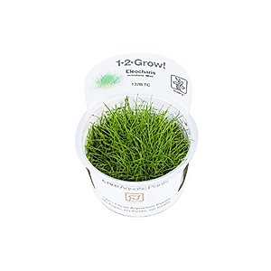 Tropica Eleocharis acicularis 'Mini' Dwarf Hair Grass Live Aquarium Plant - in Vitro Tissue Culture 1-2-Grow!