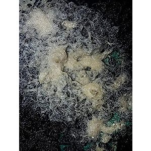 2 oz Grindal Worm Starter Culture Live Fish Food for Betta Fry Killifish & More