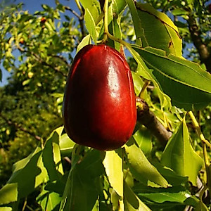 Lang Jujube Tree for Planting Garden, 3 to 4 Ft Tall Fruit Tree