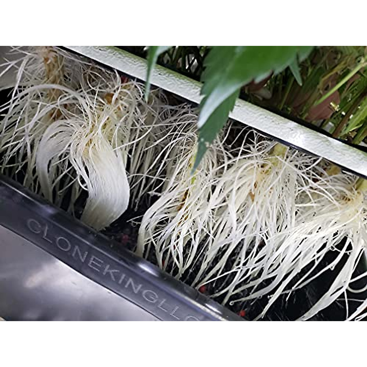 CLONE KING 36 Site Aeroponic Cloning Machine. Expect 100% Success Rates!
