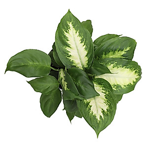 Dieffenbachia Live Plant, Dumbcane Live House Plants Indoors Live Indoor Plants, Mother in Law Tongue Plant Live Plants Indoor Plants Live Houseplants, Indoor Plant House Plant Live by Plants for Pets