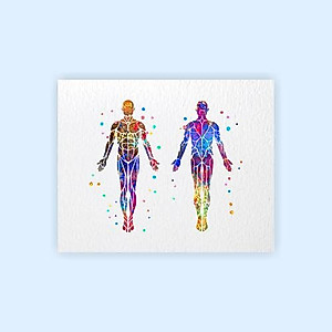 Dignovel Studios 8X10 Unframed Muscular System Human Body Anatomy Watercolor Art Print Poster Housewarming Wall Giclee Office Home Decor DN532