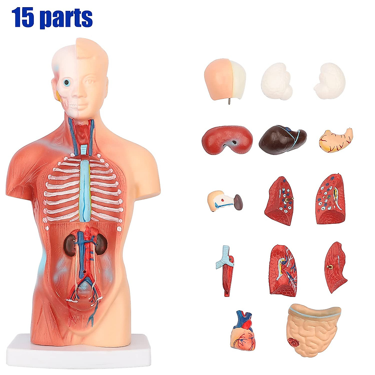 Human Body Model Removable Anatomy Model Teaching Medical Education 15 Parts Human Torso Organs Model