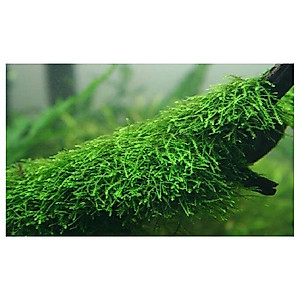 Marcus Fish Tanks Java Moss Taxiphyllum Barbieri Live Aquarium Moss Aquatic Plants Vesicularia Dubyana Buy 2 Get 1 Extra