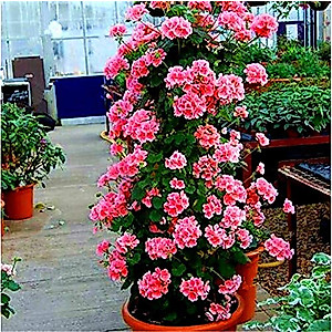 Dichondra Fresh 100pcs Climbing Geranium Flower Seed for Planting Light Violet