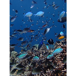 Olympus Stylus TOUGH TG-2 Digital Compact Camera - Black (12MP, 4x Wide Optical Zoom) 3 inch OLED - International Version (No Warranty)