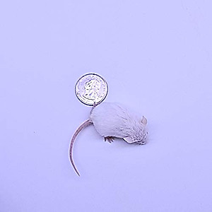 MiceDirect Frozen Mice Combo Pack of 40 Large Fuzzie & Hopper Feeder Mice – 20 Large Fuzzies & 20 Hoppers - Food for Corn Snakes, Ball Pythons, & Pet Reptiles - Snake Feed Supplies