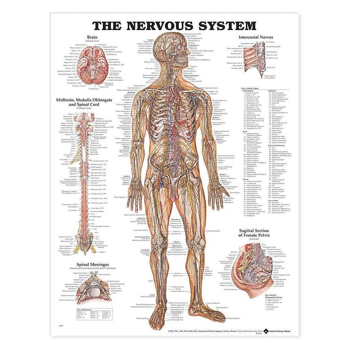 The Nervous System Anatomical Chart