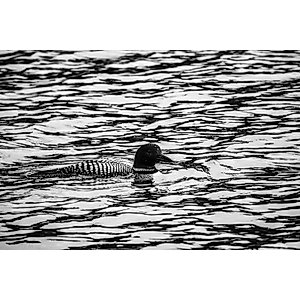 Swimming Loon on Water Bird Photography Unframed Black and White Print Nature Photo Silver Gray Wall Art Monochrome Home Decor