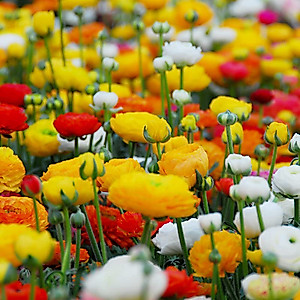 25 Mixed Ranunculus Bulbs for Planting - Buttercup Color Mix Value Bag - Plant in Gardens, Borders & Flowerbeds - Easy to Grow Fall Flowers Bulbs by Willard & May