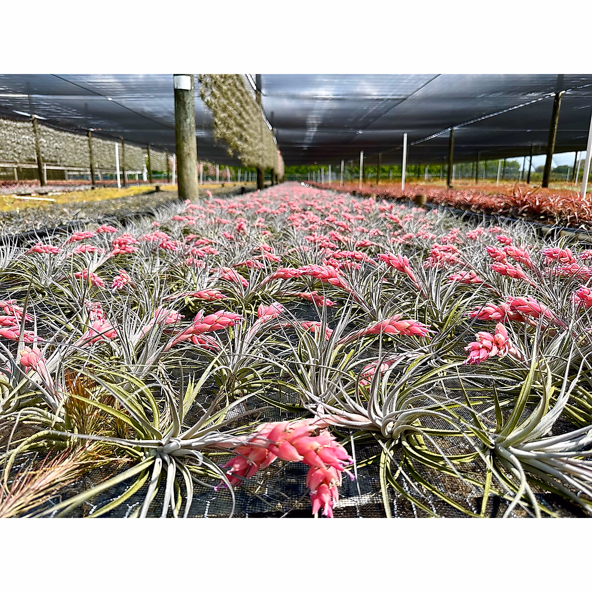 ragnaroc Air Plants - Flowering Tillandsia Pink Paske Large 5" - 1ct - Live Arrival Guaranteed - House Plants for Home Decor & Gift