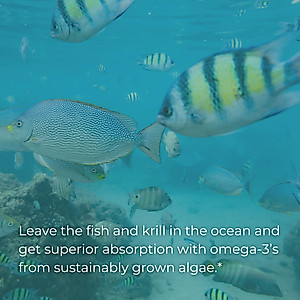 iwi life Brain Omega-3, 120 Softgels (60 Servings), Vegan Plant-Based Algae Omega-3 with EPA + DHA, Focus, Memory and Mood Support Dietary Supplement, Krill & Fish Oil Alternative, No Fishy Aftertaste