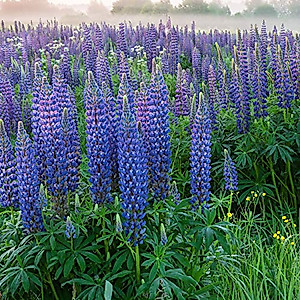 Outsidepride Perennial Blue Lupine Wild Flower Plants Attracting Birds & Butterflies - 500 Seeds