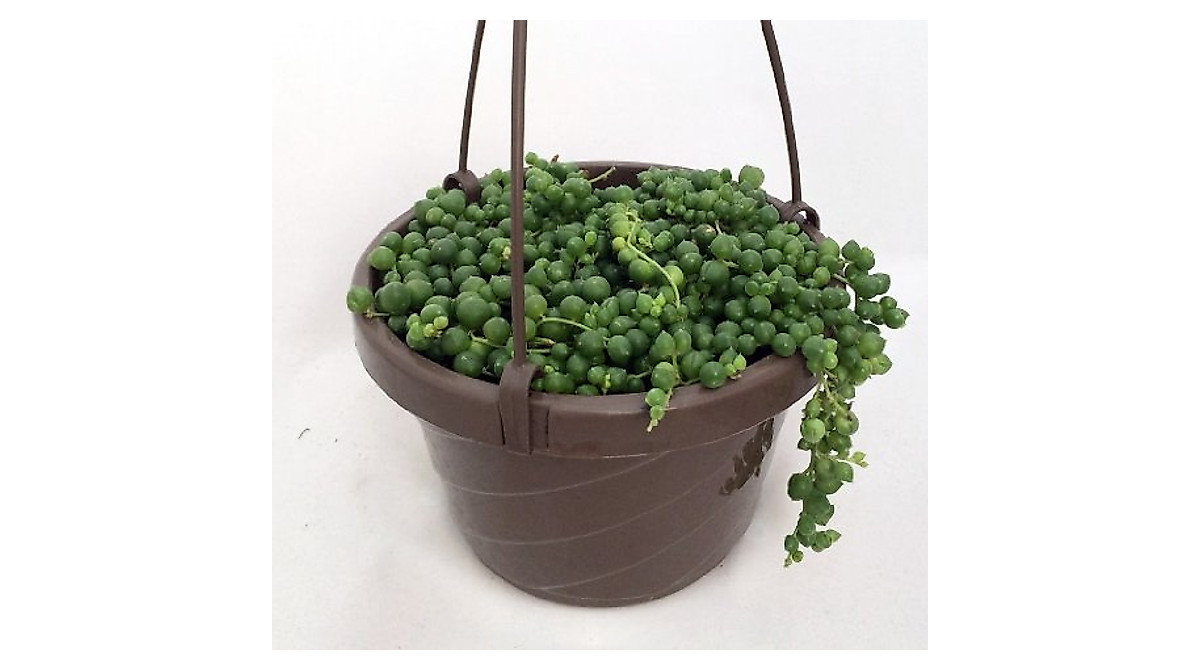 Hirt's Easy-Grow String of Pearls - 6" Hanging Basket Senecio