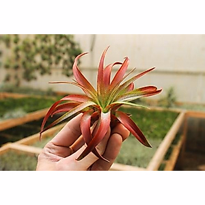 Air Plant Tillandsia Brachycaulos Red Enhanced Garden in the City (Grown and Shipped from California)