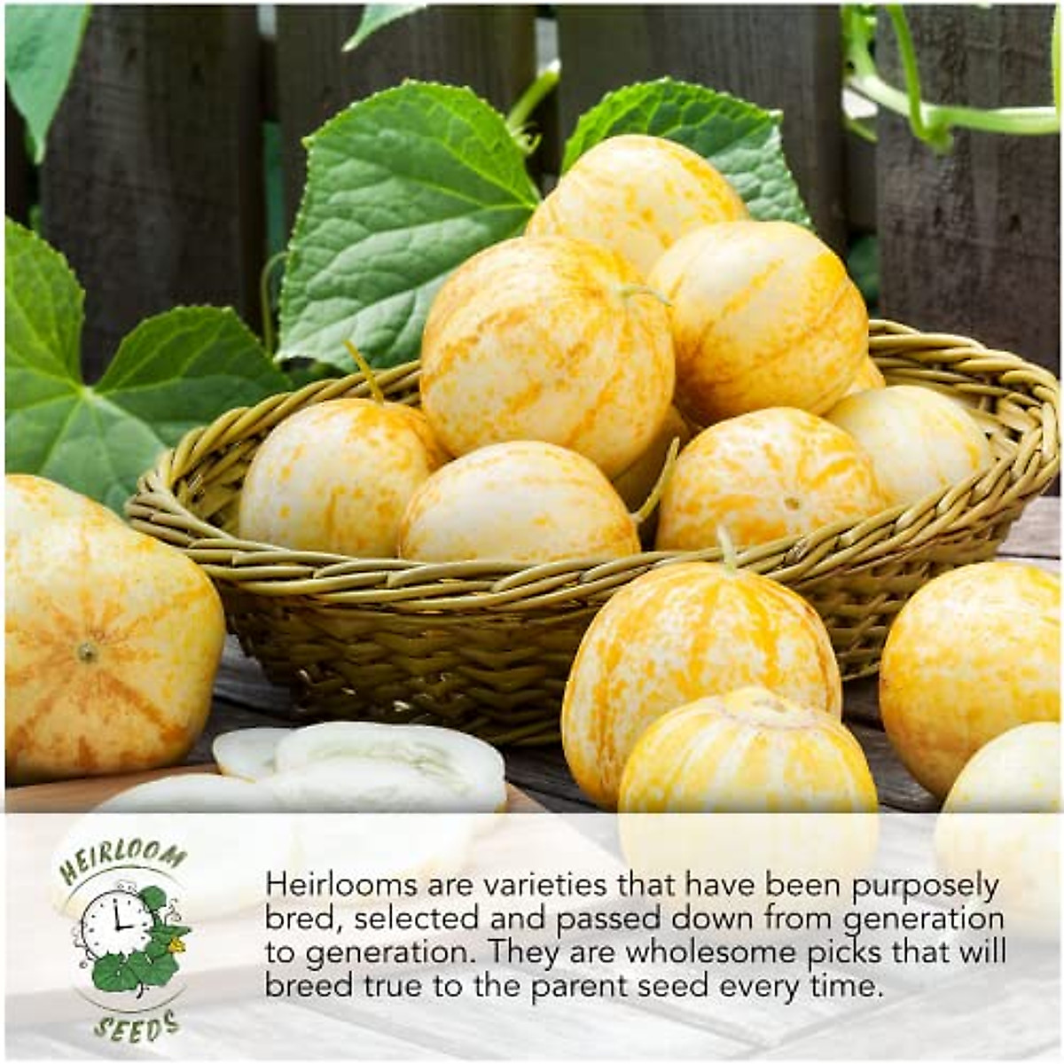 Seed Needs, Luffa Gourd Seeds for Planting (Luffa aegyptiaca) Single Package of 25 Seeds - Heirloom, Non-GMO & Untreated - Grow Your Own Sponges