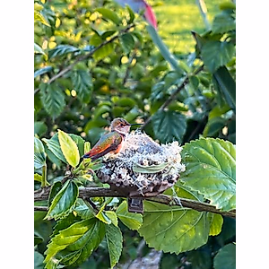 Quackups 2.6" Hummingbird Nesting Pods™, 2-Pk with Clips to Easily Attached on Branch for Outdoor Patio Garden Bird House