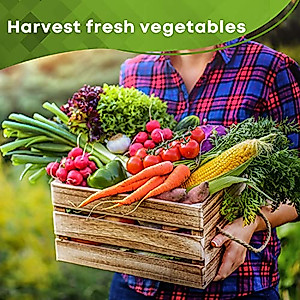 15 Survival Heirloom Vegetable Seeds for Planting Your Home or Survival Gear, Vegetable Garden Starter Kit - Outdoor and Indoor Home Gardening (15 Variety)