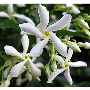 Confederate Star Jasmine Plant - 6" Pot - Extremely Fragrant Vine