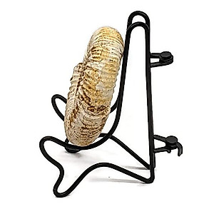 Ammonite Fossil with Stand. Genuine Ammonite from Madagascar.