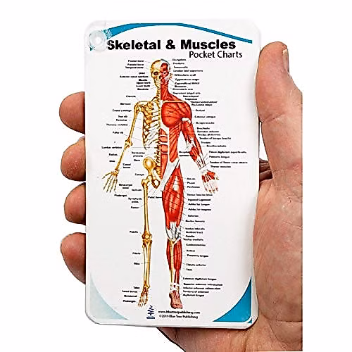 Muscles and Skeletal Anatomy Pocket Charts