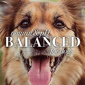 Burt's Bees for Dogs Lavender Pear Shampoo & Conditioner | 2-in-1 Dog Shampoo and Conditioner with 98.2% Natural Origin Ingredients | Lavender Pear Dog Shampoo & Conditioner Soothes and Softens Dogs