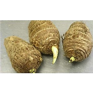 3 Live Colocasia Esculenta Elephant Ear Taro Gabi Kalo Eddo Bulbs #TSMN