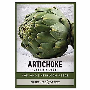Artichoke Seeds for Planting - Green Globe Non-GMO Perennial Vegetable Variety- 3 Grams Seeds Great for Summer Gardens by Gardeners Basics