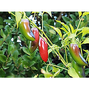 30+ Mucho Nacho Jalapeno Hot Pepper Seeds Heirloom Non-GMO, Capsicum annuum, Spicy, Super Delicious and Fragrant! from USA