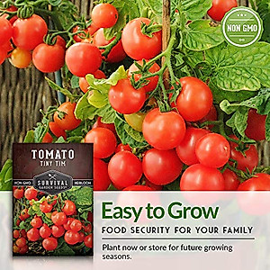 Survival Garden Seeds - Tiny Tim Tomato Seed for Planting - Packet with Instructions to Plant and Grow in Your Home Vegetable Garden - Non-GMO Heirloom Variety