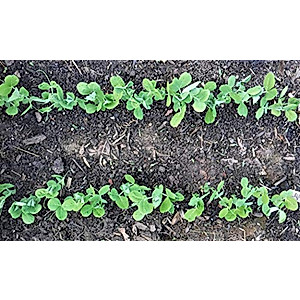 Gardinnovations Seed-in Soil Digger and Soil Spacer for Planting Seeds