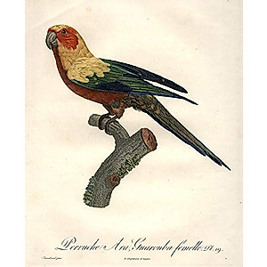 Perruche Ara Guarouba femelle [Sun Conure (Aratinga euops)]