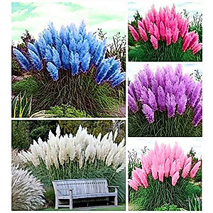 100+ Pcs Mix Pampas Grass Seeds Heirloom Ornamental Grass Seeds Rare Plants Decor Garden