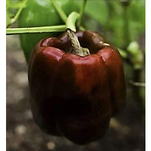 Chocolate Beauty Sweet Bell Pepper Seeds for Planting, 20+ Heirloom Seeds Per Packet, (Isla's Garden Seeds), Non GMO Seeds, Botanical Name: Capsicum annuum, Great Home Garden Gift