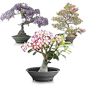 Flowering Bonsai Tree Seed Bundle #2 - All Flowering Tree Seeds, Vibrant Colors - Desert Rose, Japanese Cherry Blossom, Chinese Wisteria