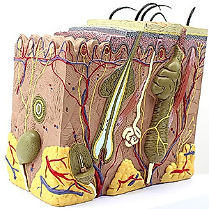 Teaching Model,Skin Anatomical Model, Skin Model, Dermatology Doctor-Patient Communication Model, Beauty Micro-Skin Anatomy Model, Plastic Anatomy Anatomy Teaching Tool