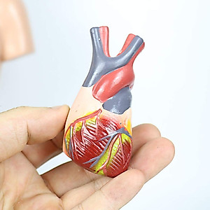 KINOFU Educational Model, Assembly Educational Model 45Cm Torso Model Human Torso Anatomical Model Decomposable Human Internal Organ Science Model for School,Education Teaching Aids