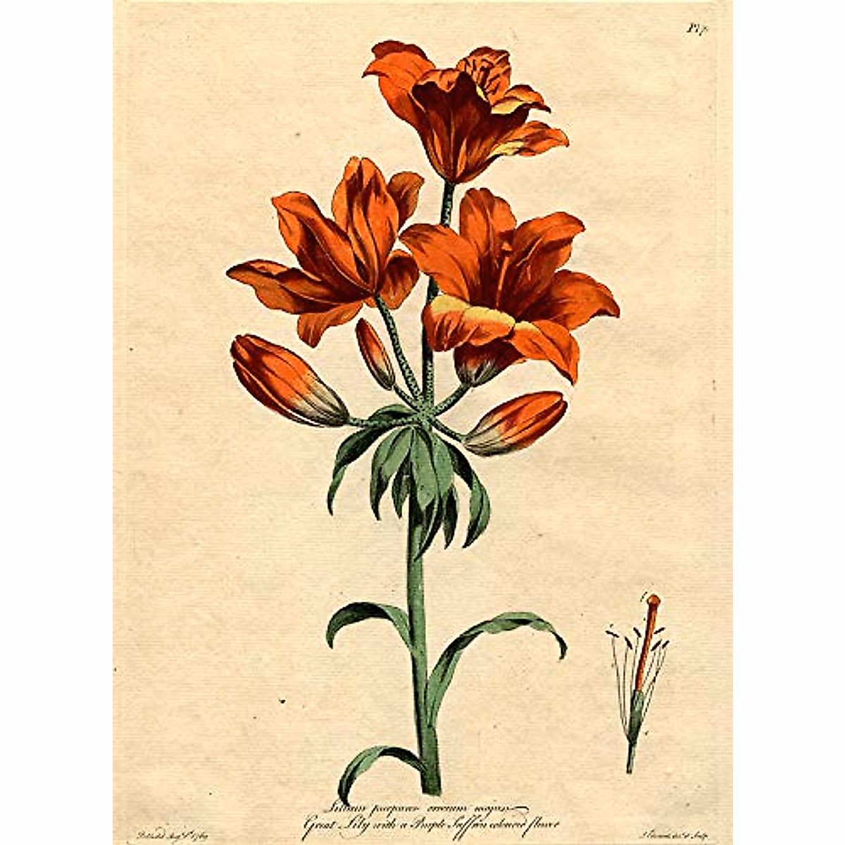 Lilium purpureo oroceum majus/Great Lily witha Purple Saffron coloured flower