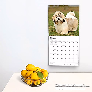 Shih Tzu | 2023 12 x 24 Inch Monthly Square Wall Calendar | Foil Stamped Cover | BrownTrout | Animals Small Dog Breeds DogDays